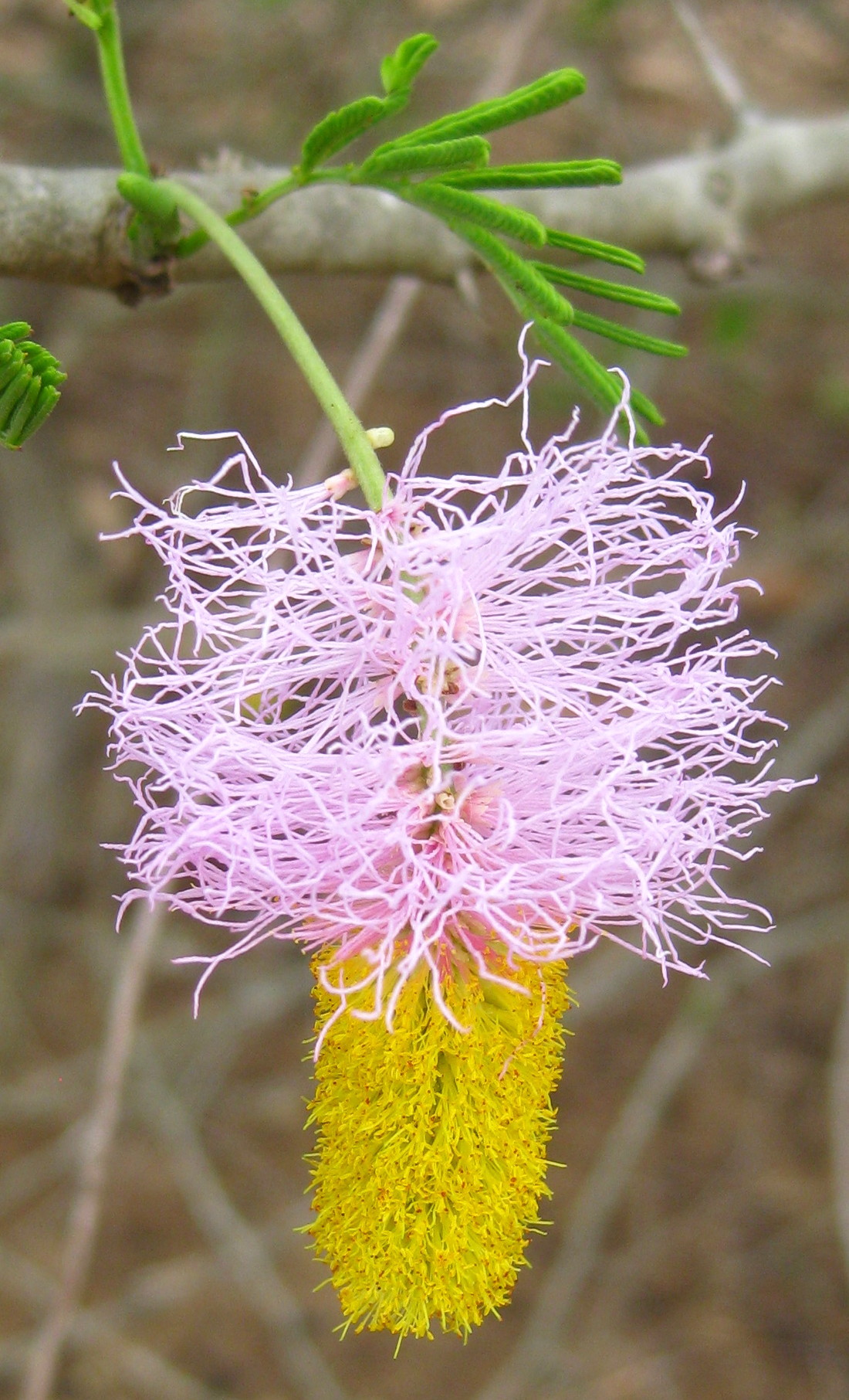 20 trees for the bees this World Honey Bee Day | Greenpop