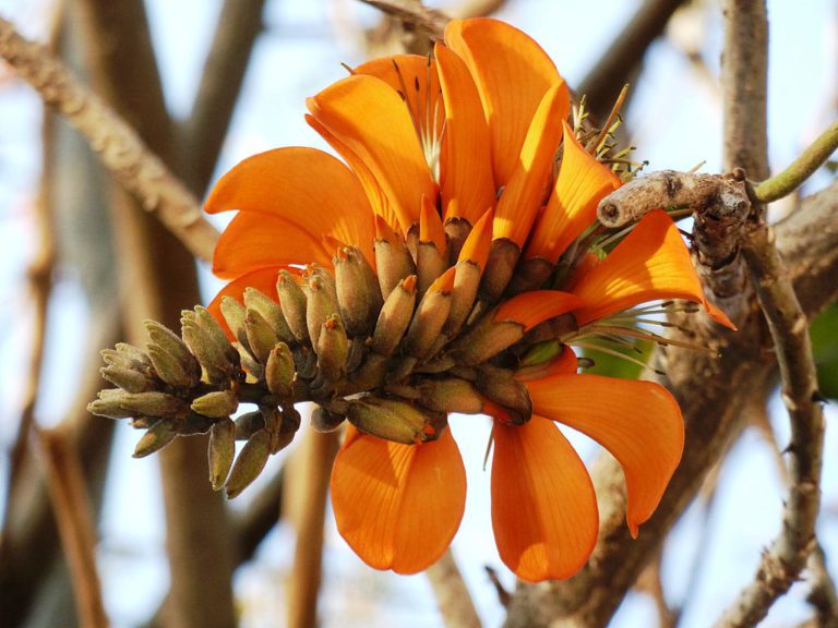 20 trees for the bees this World Honey Bee Day - Greenpop