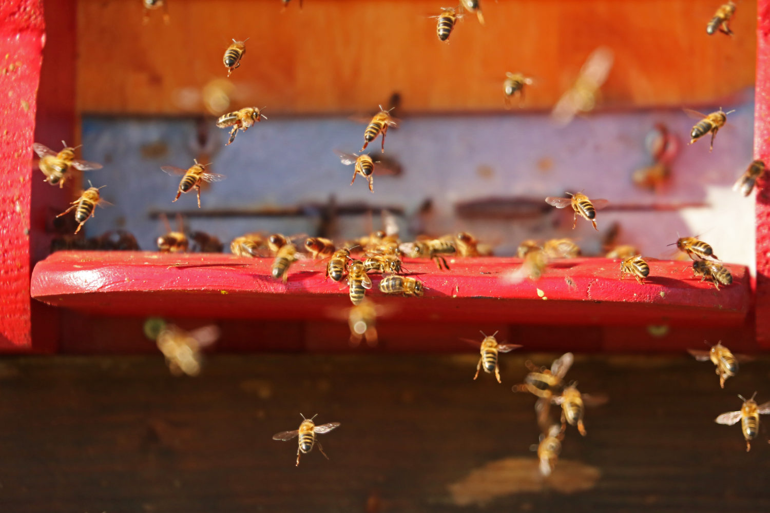 World Bee Day: What’s the Big Buzz around Bees? - Greenpop