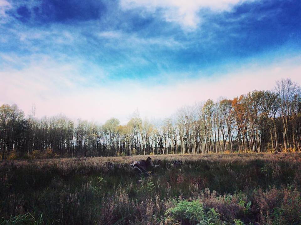 What is Farmer Managed Natural Regeneration (FMNR)? | Greenpop