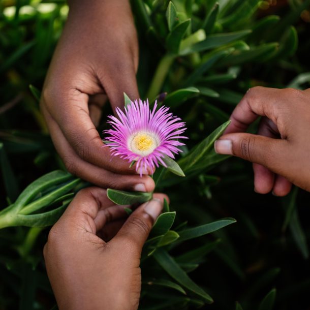 Fynbos - 5 Things You Didn't Know About - Greenpop