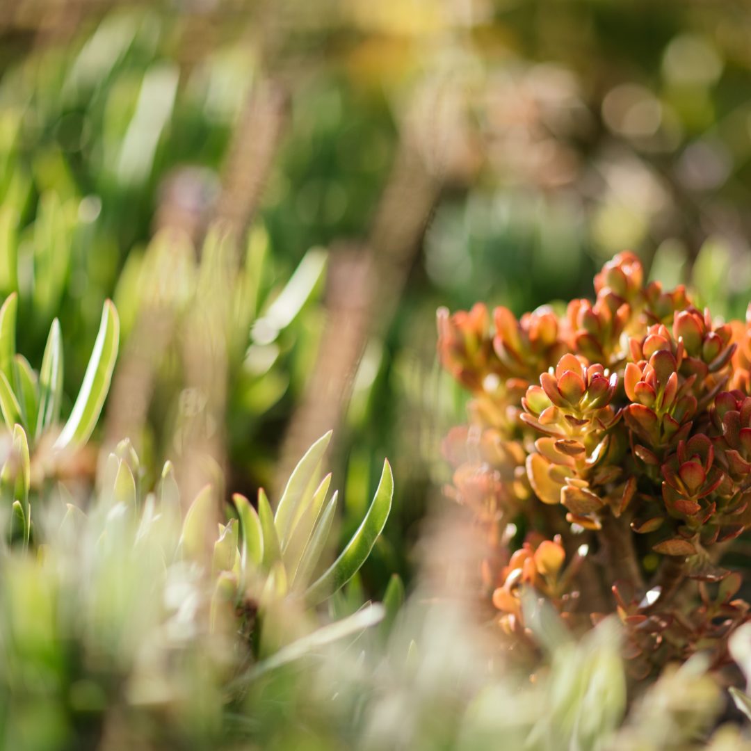 Fynbos - 5 Things You Didn't Know About - Greenpop