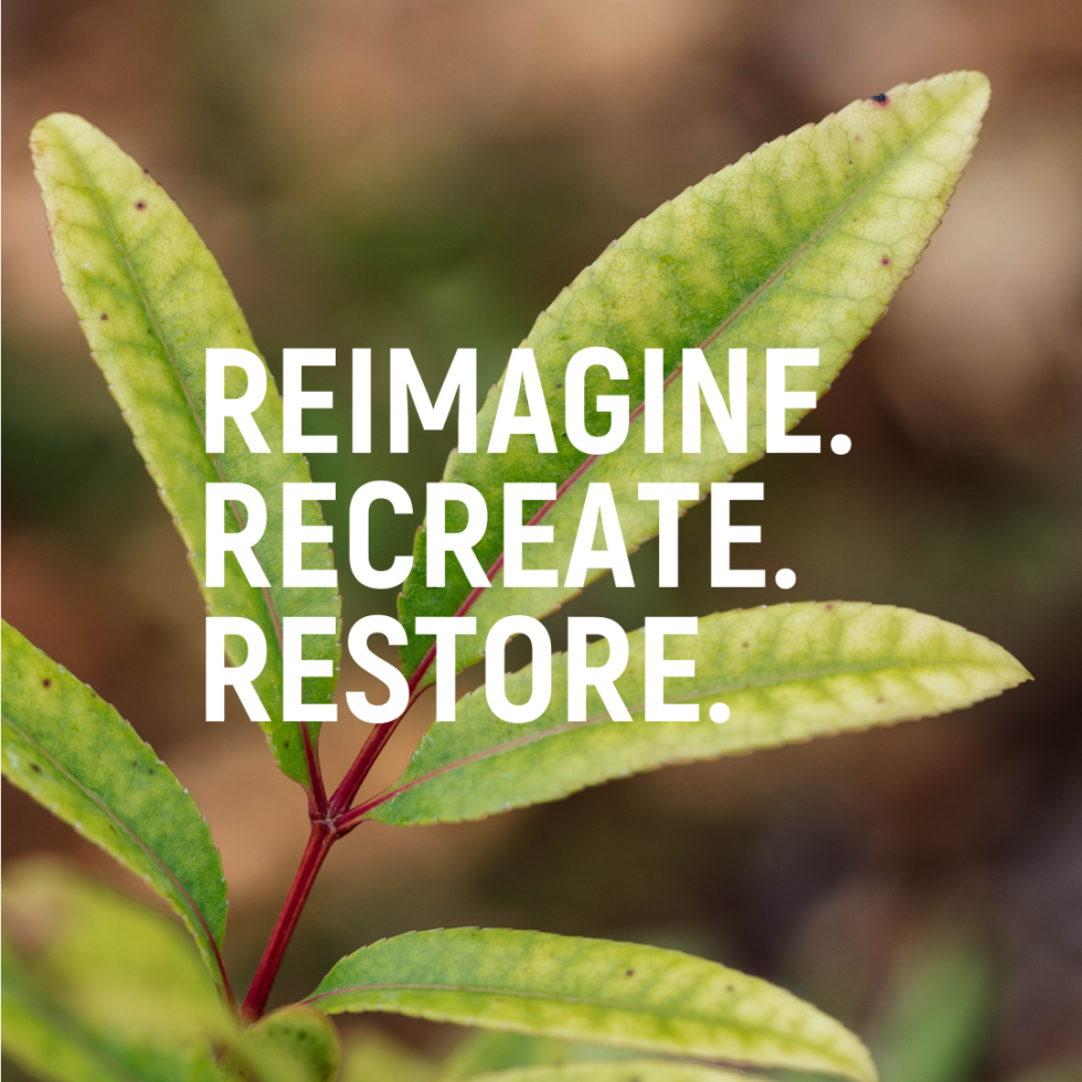 United Nations Decade on Ecosystem Restoration - Greenpop