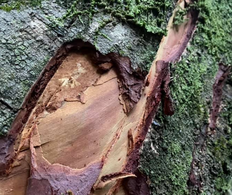 What is Bark Stripping? - Greenpop