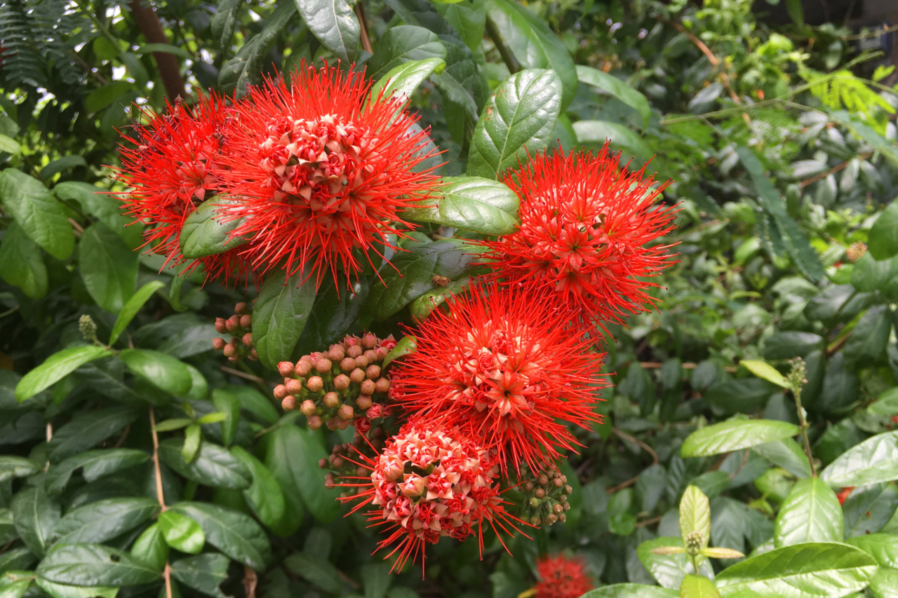 Celebrating Our Forests - Greenpop