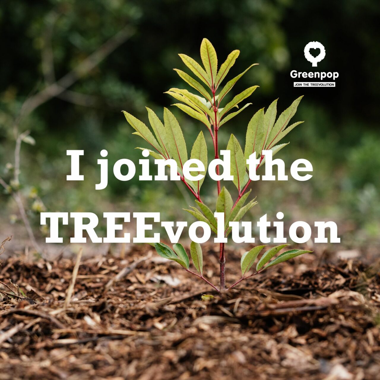 Downloads | Greenpop