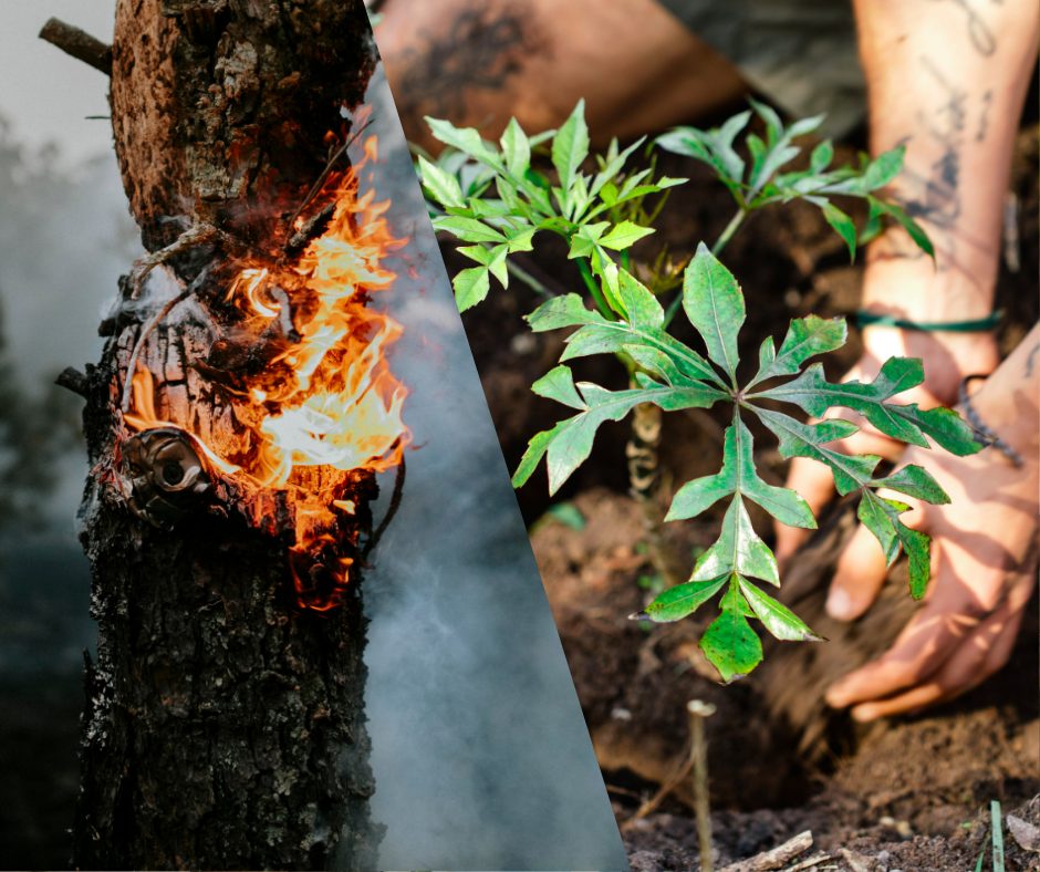 What is Urban Greening, and does it make a difference? - Greenpop